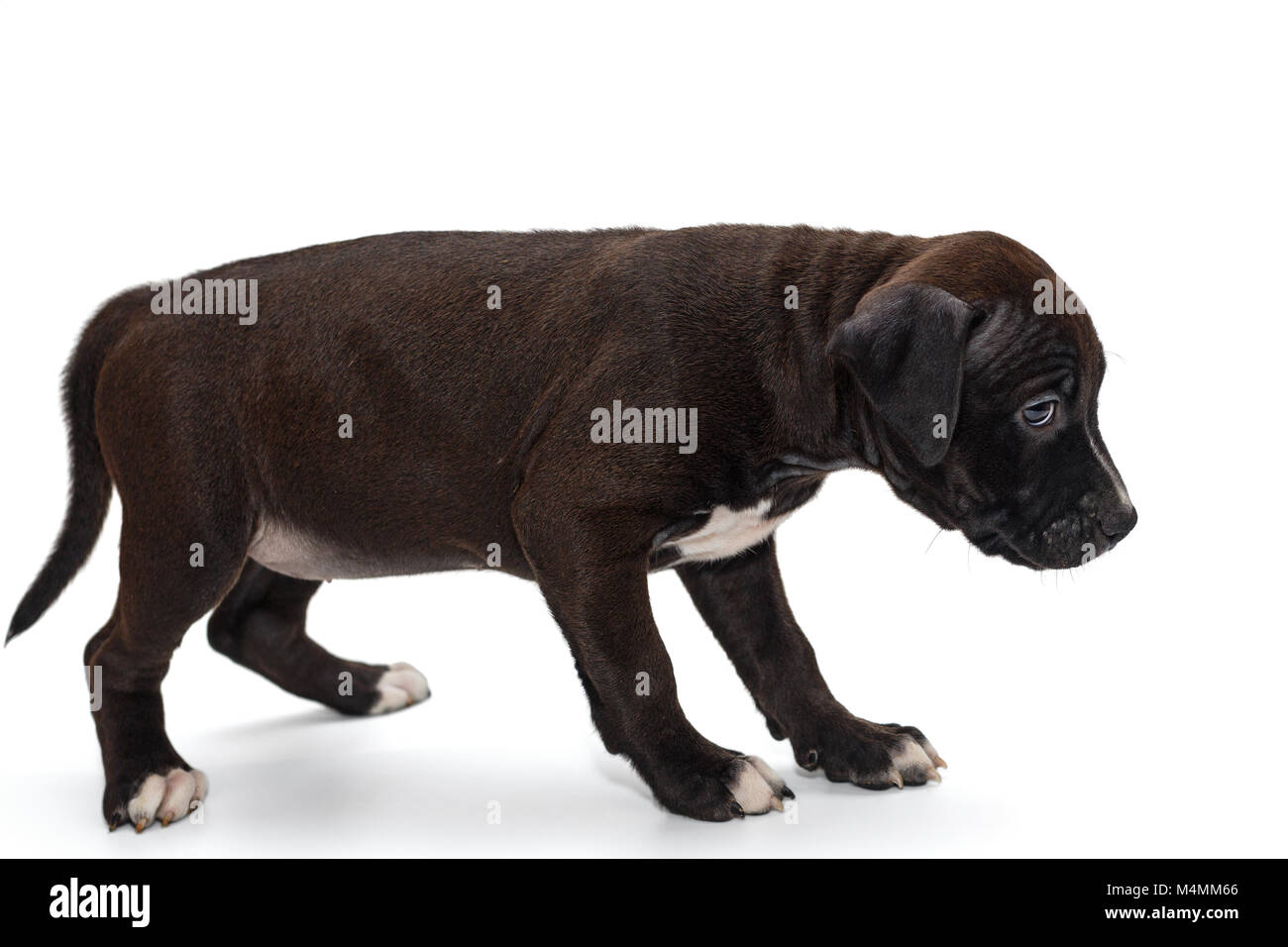Small black Staffordshire Terrier puppy isolated on white Stock Photo ...