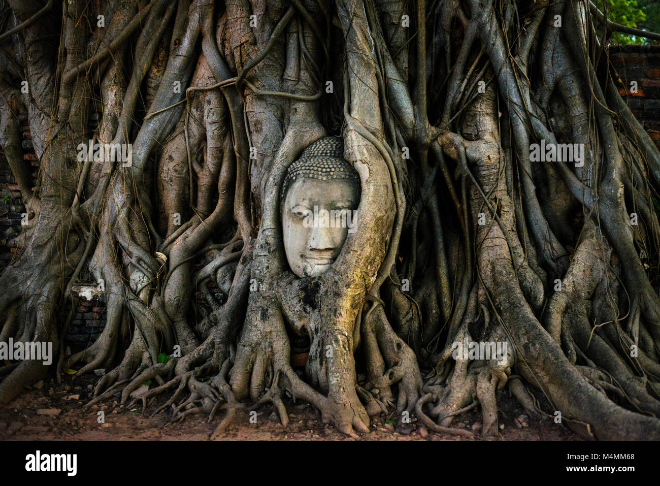 Buddha head in a tree roots in Ayutthaya Stock Photo - Alamy