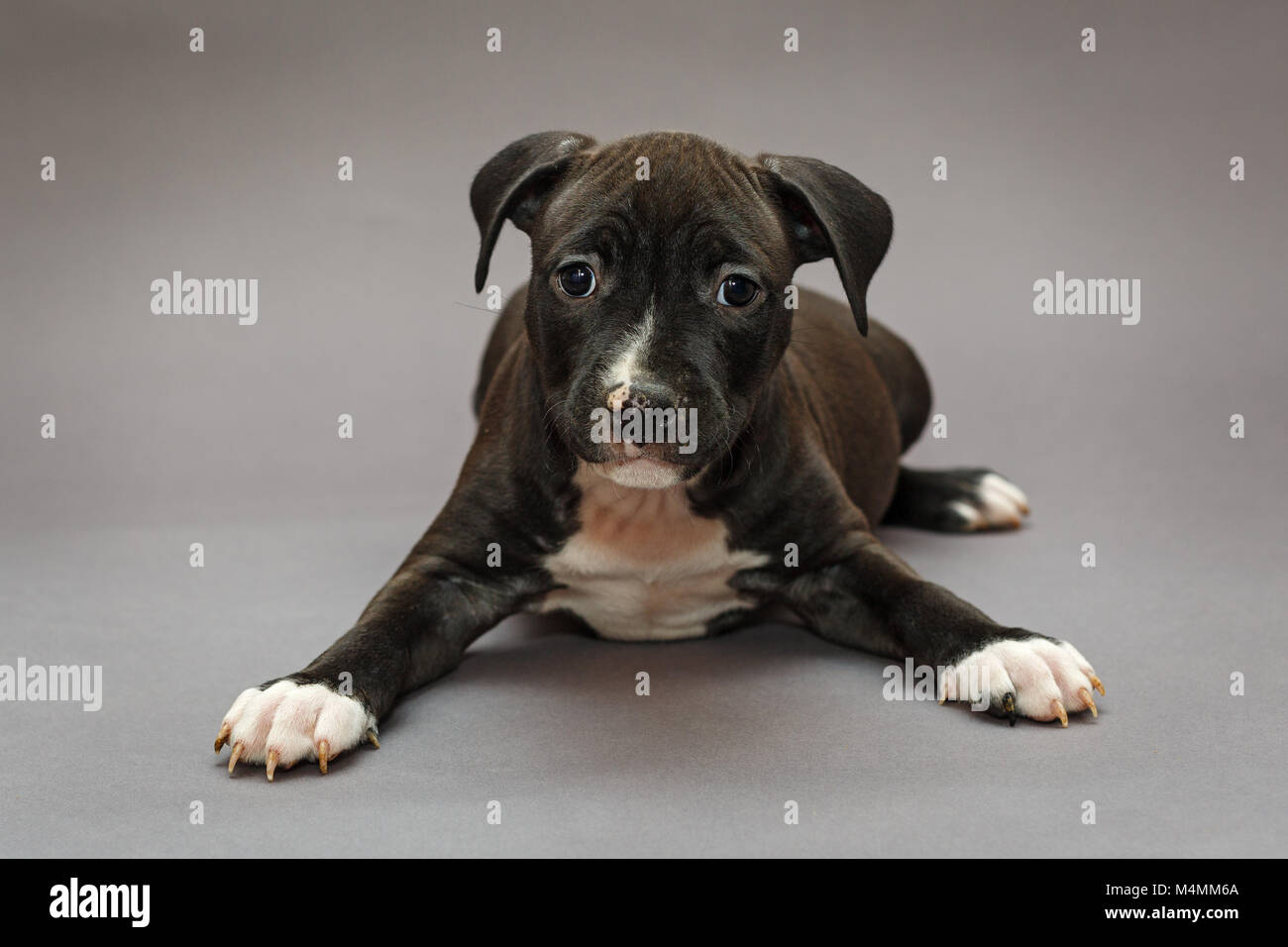 Little puppy Staffordshire Terrier on a gray background Stock Photo - Alamy