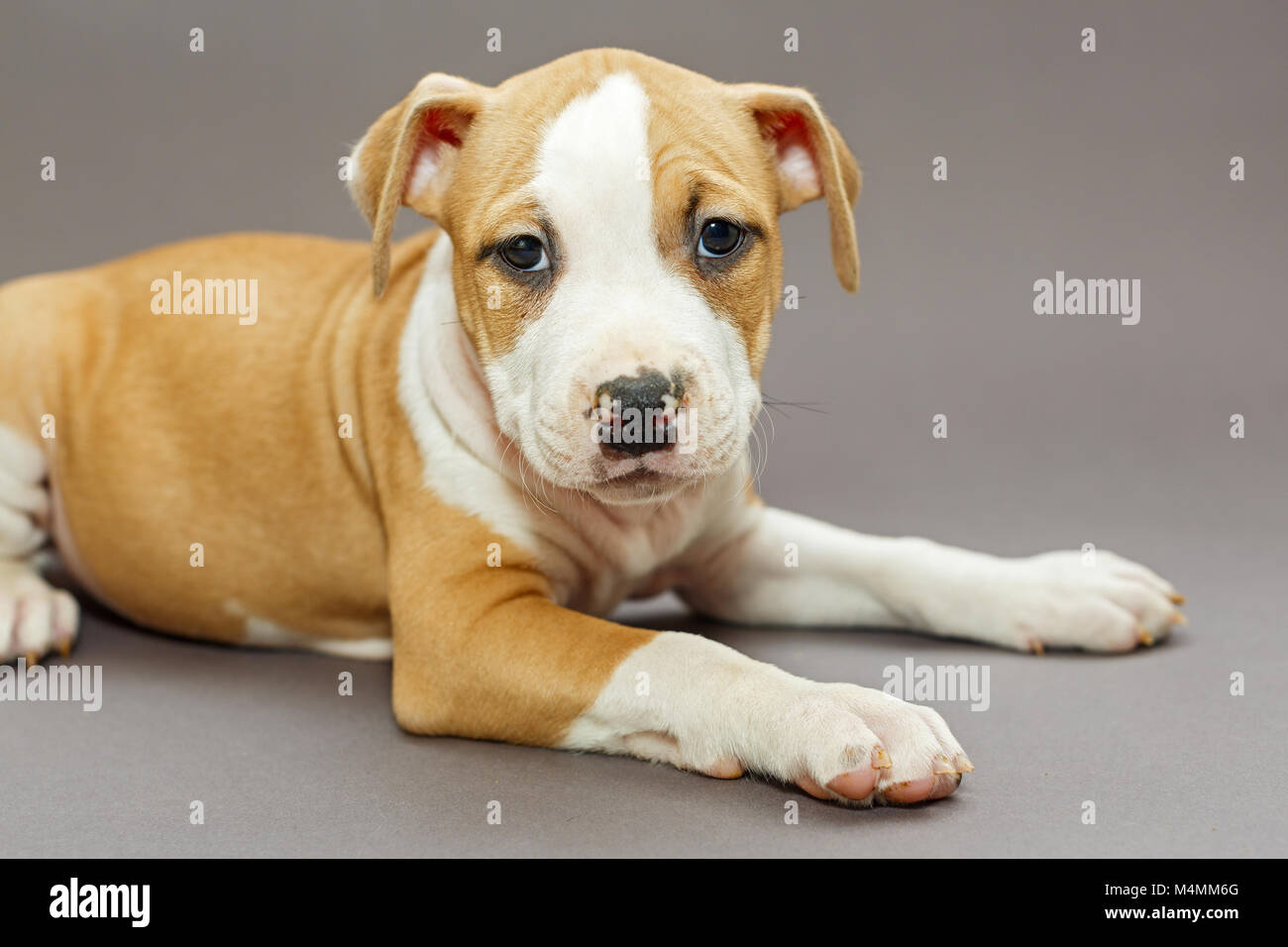 Little puppy Staffordshire Terrier on a gray background Stock Photo - Alamy