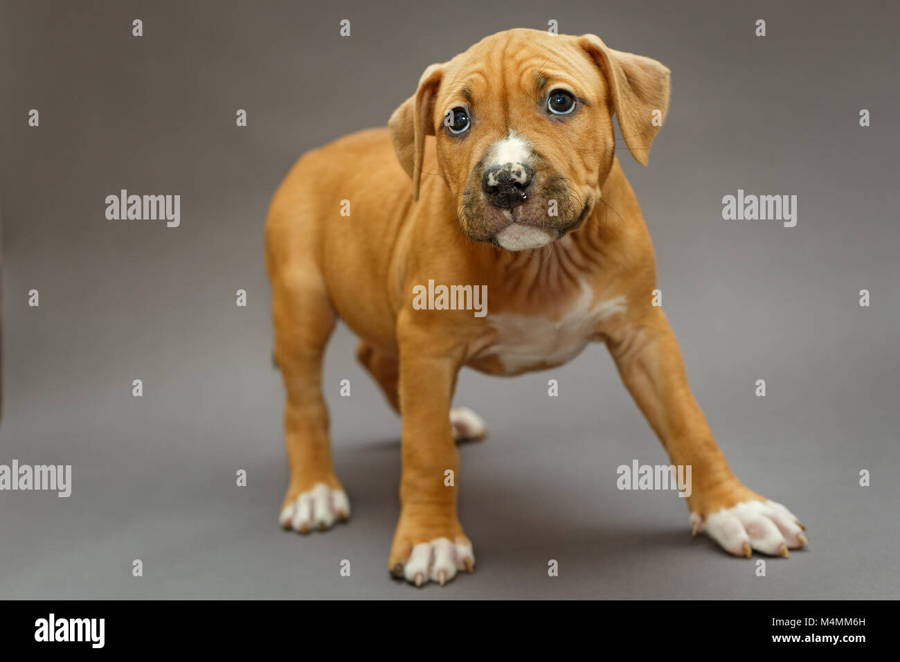 Grey staffordshire bull terrier hi-res stock photography and images - Alamy