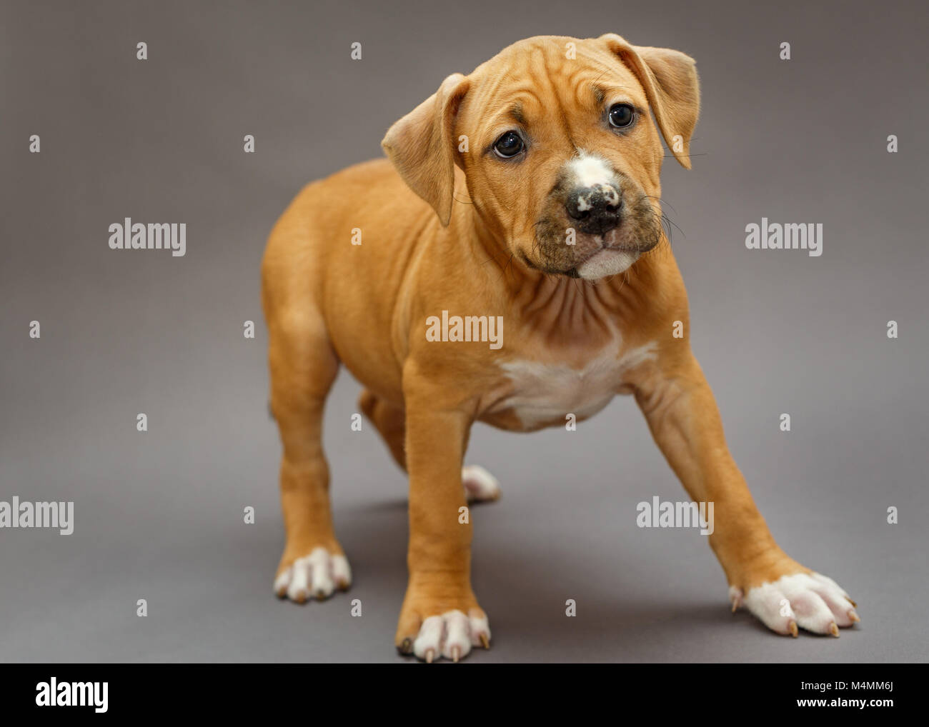 Little puppy Staffordshire Terrier on a gray background Stock Photo - Alamy