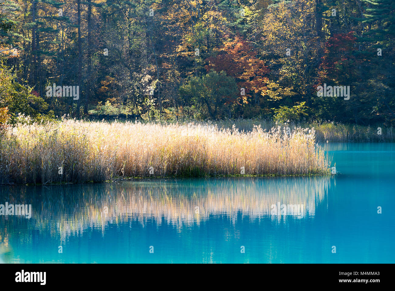 Goshiki-numa Five Colour Pond in Autumn, Urabandai, Fukushima, Japan ...