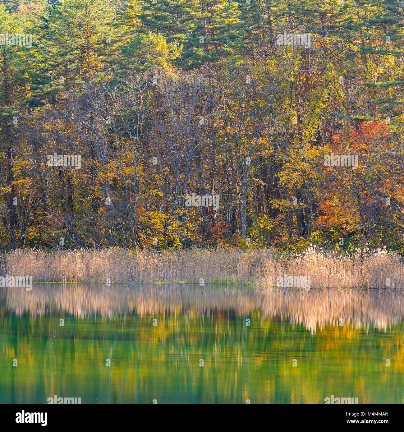 Goshiki-numa Five Colour Pond in Autumn, Urabandai, Fukushima, Japan ...