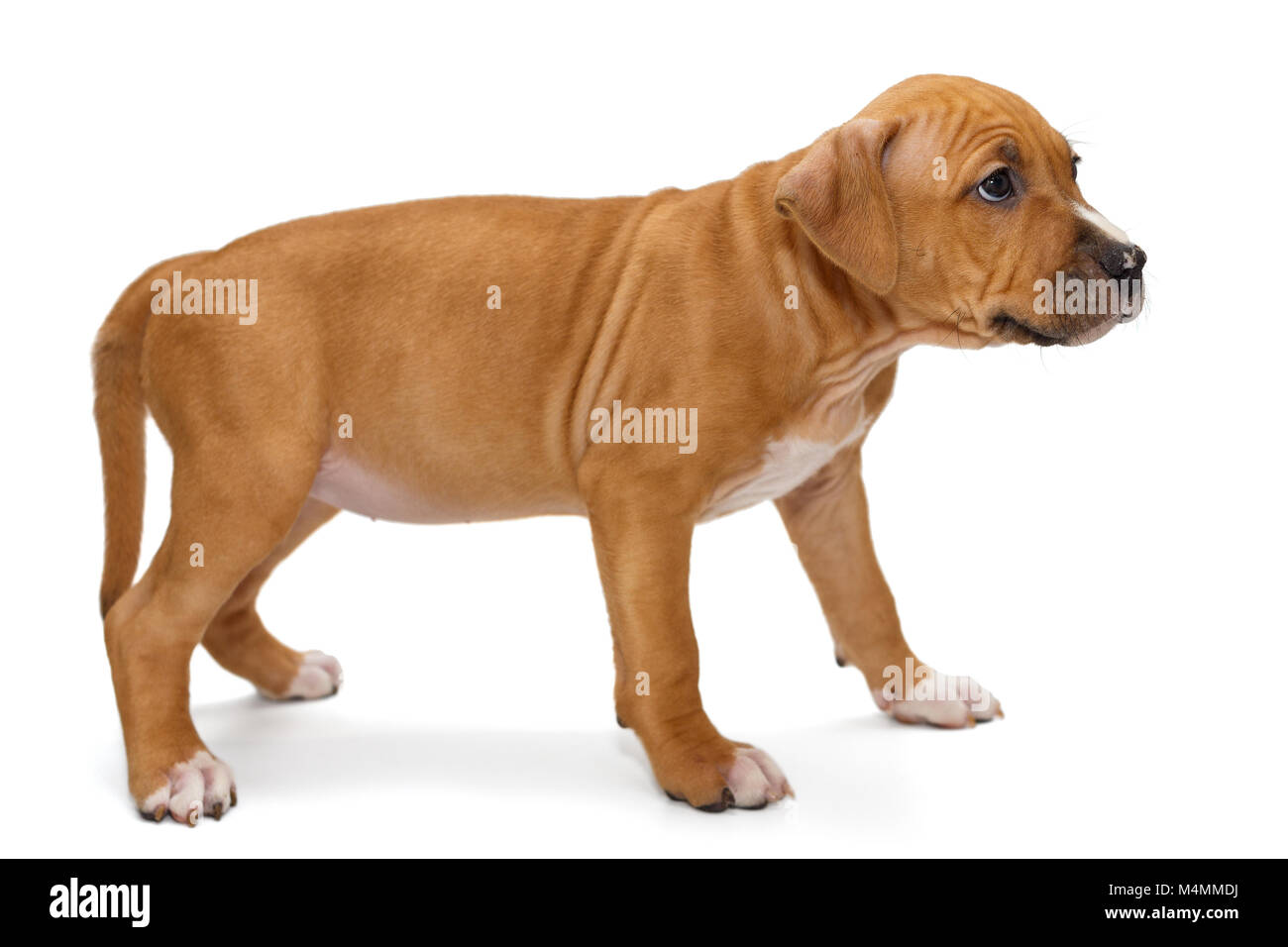 Small orange puppy Staffordshire Terrier, isolated on white background ...