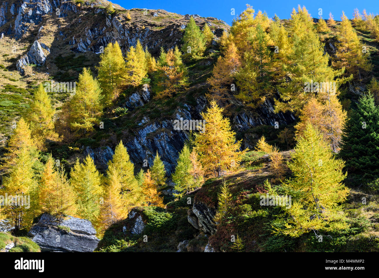 golden october, mountain forest with yellow colored larch trees at ...