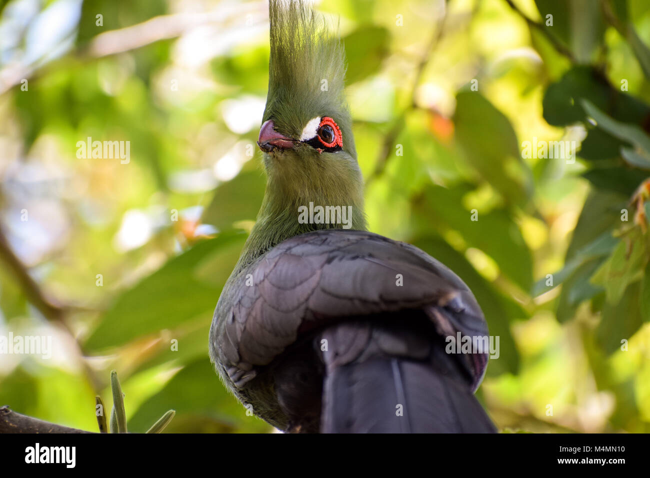 Livingstone's turaco ,Tauraco livingstonii, in the forest Stock Photo ...