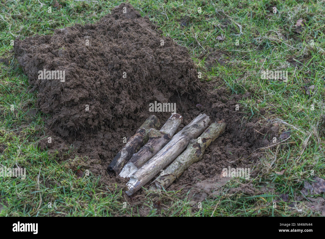 Grass cut away to form shallow pit for a covert survival fire which ...