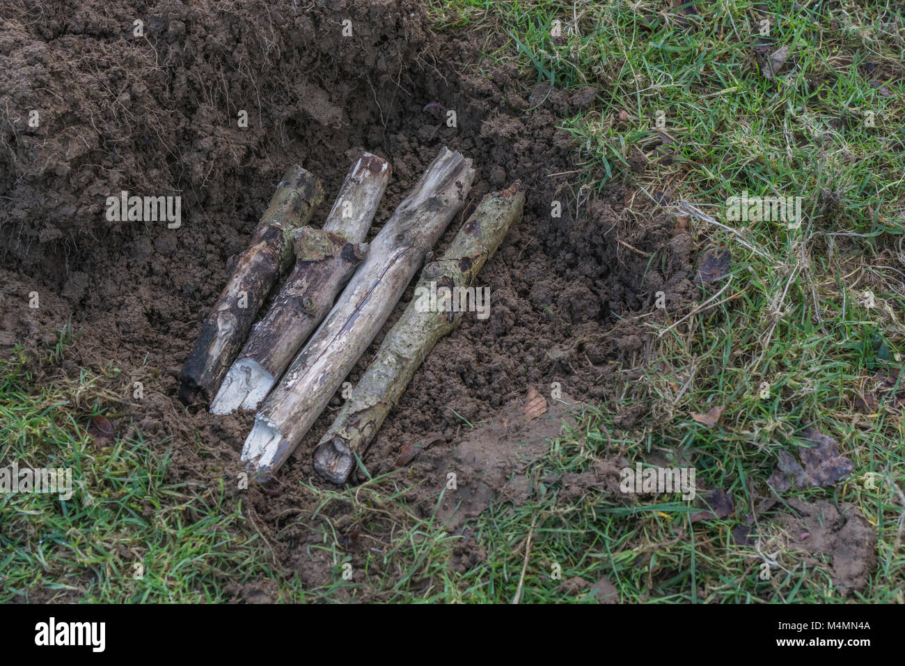 Grass cut away to form shallow pit for a covert survival fire which ...