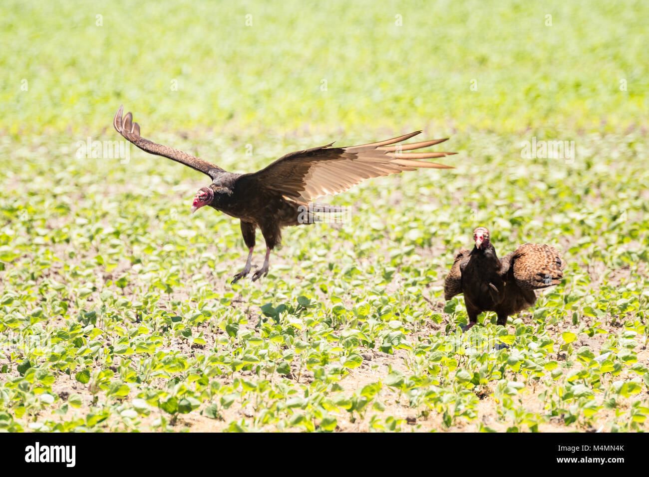 Turkey vultures hi-res stock photography and images - Alamy