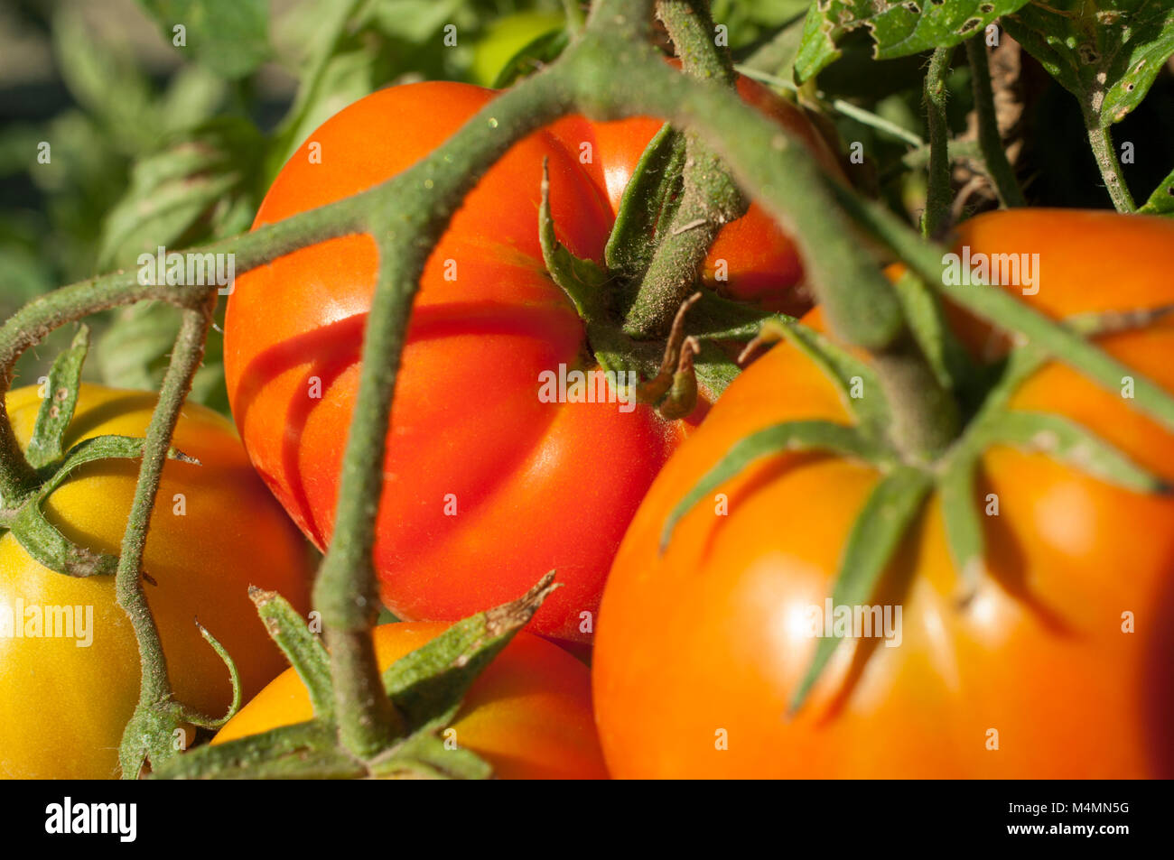 Stages of ripening of tomatoes hi-res stock photography and images - Alamy