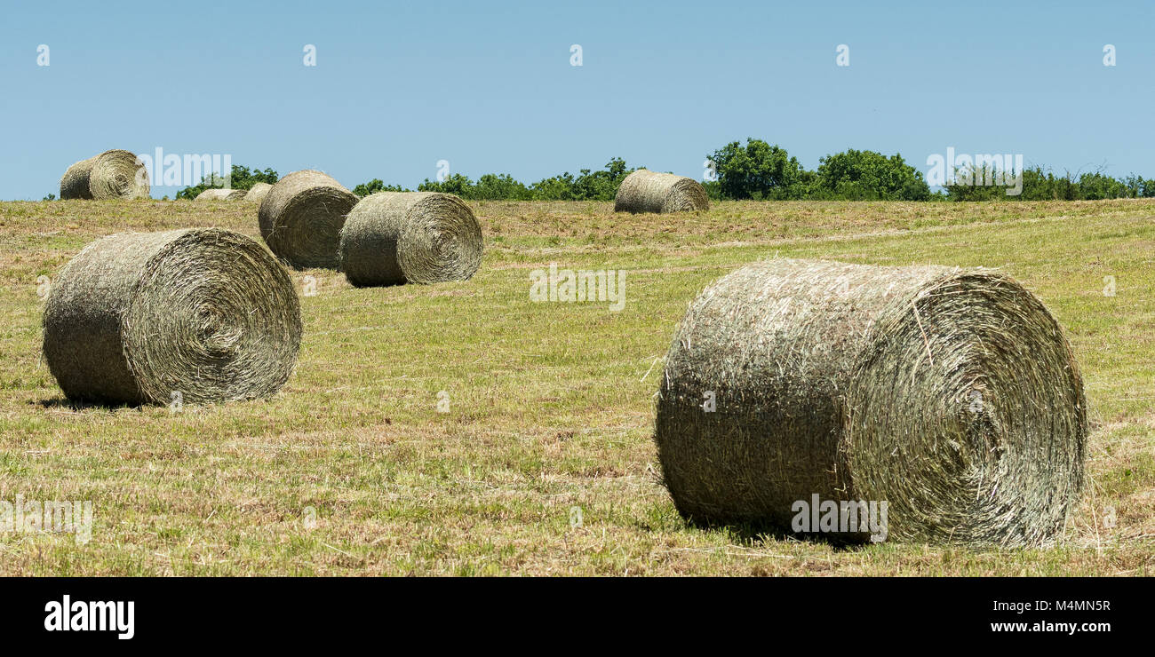 Rolled hay bales in newly mowed field Stock Photo - Alamy