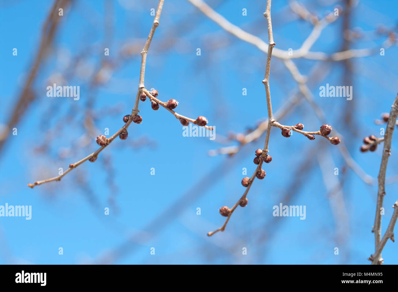 Leaf buds on two almost identical tree branches against blue sky in ...