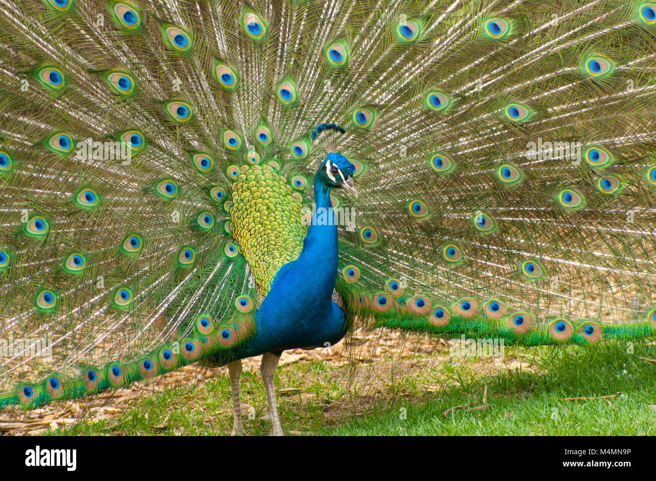 Frontal view of peacock bird standing with tail feathers opened Stock ...