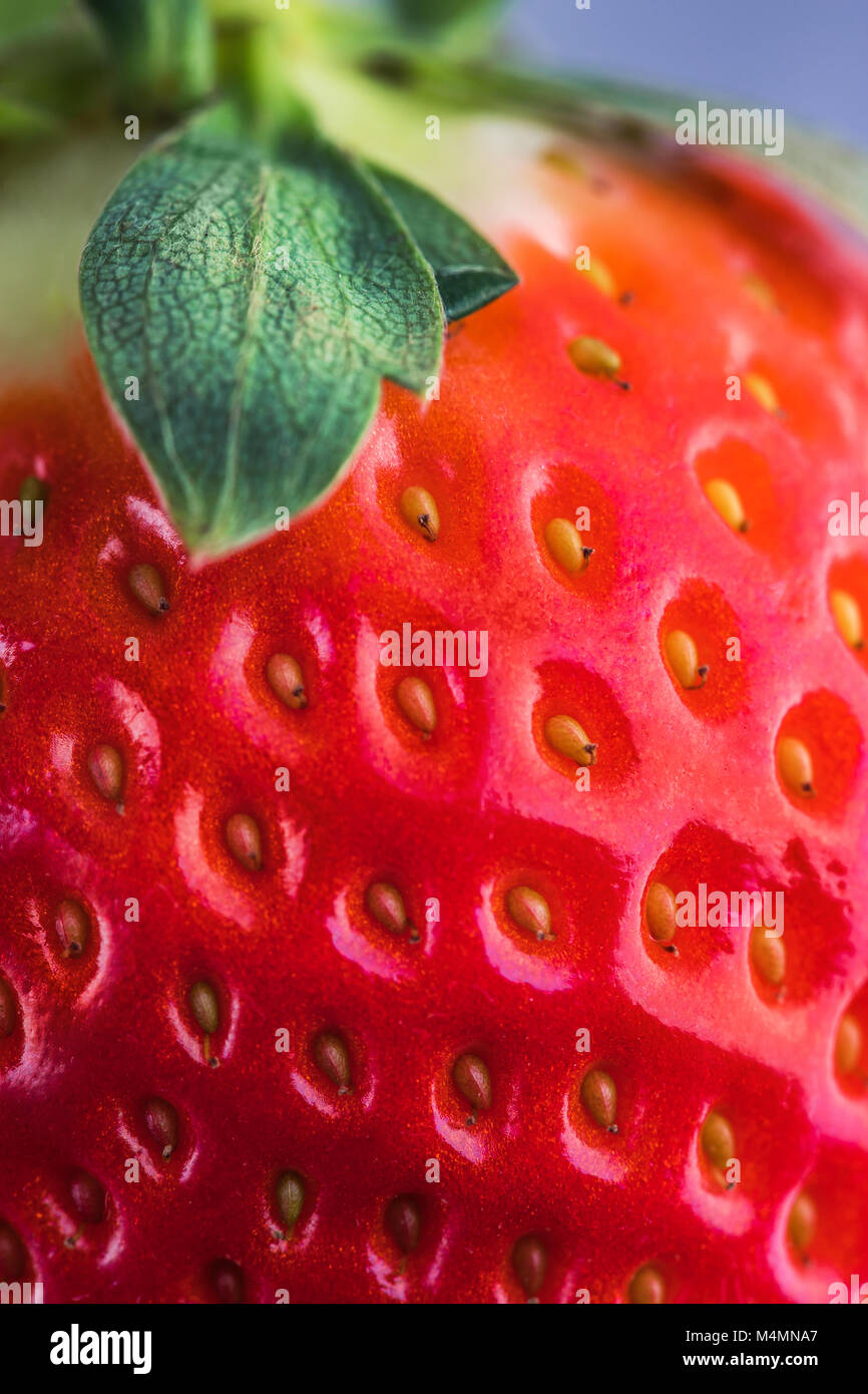Red strawberry leaves hi-res stock photography and images - Alamy