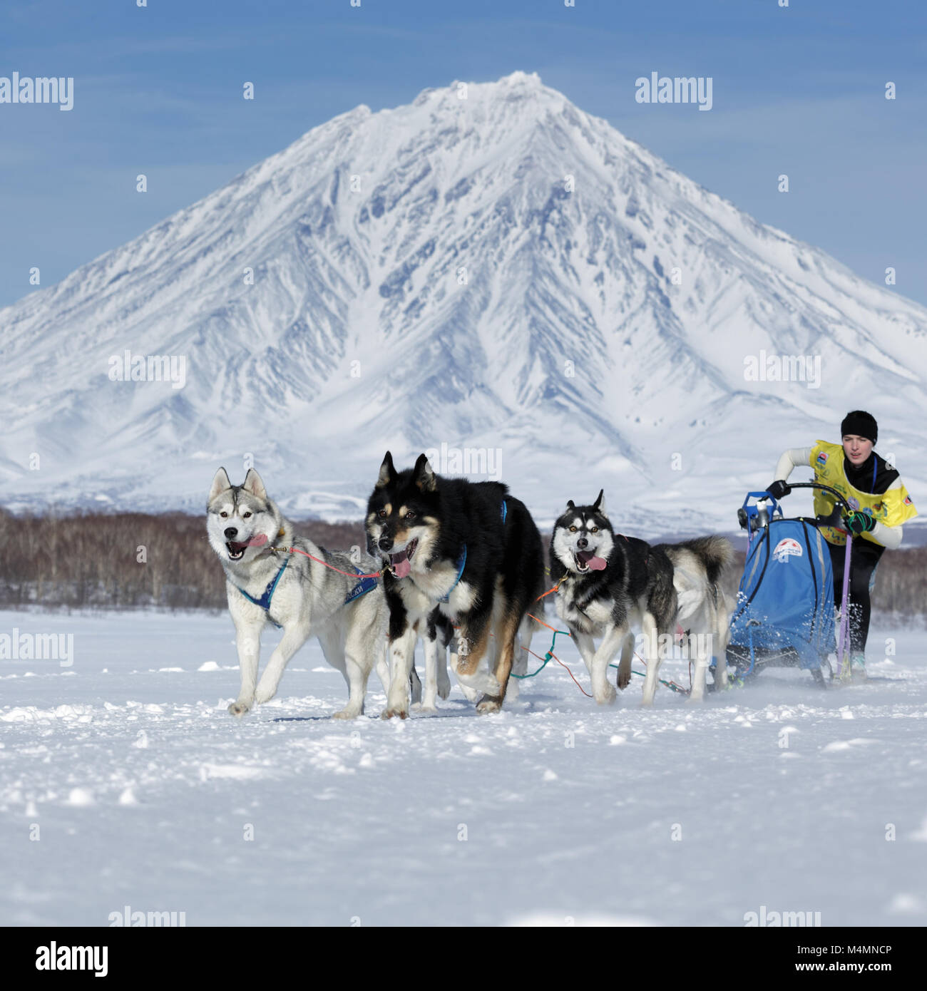 Running sled dog team Kamchatka musher on background of volcano ...