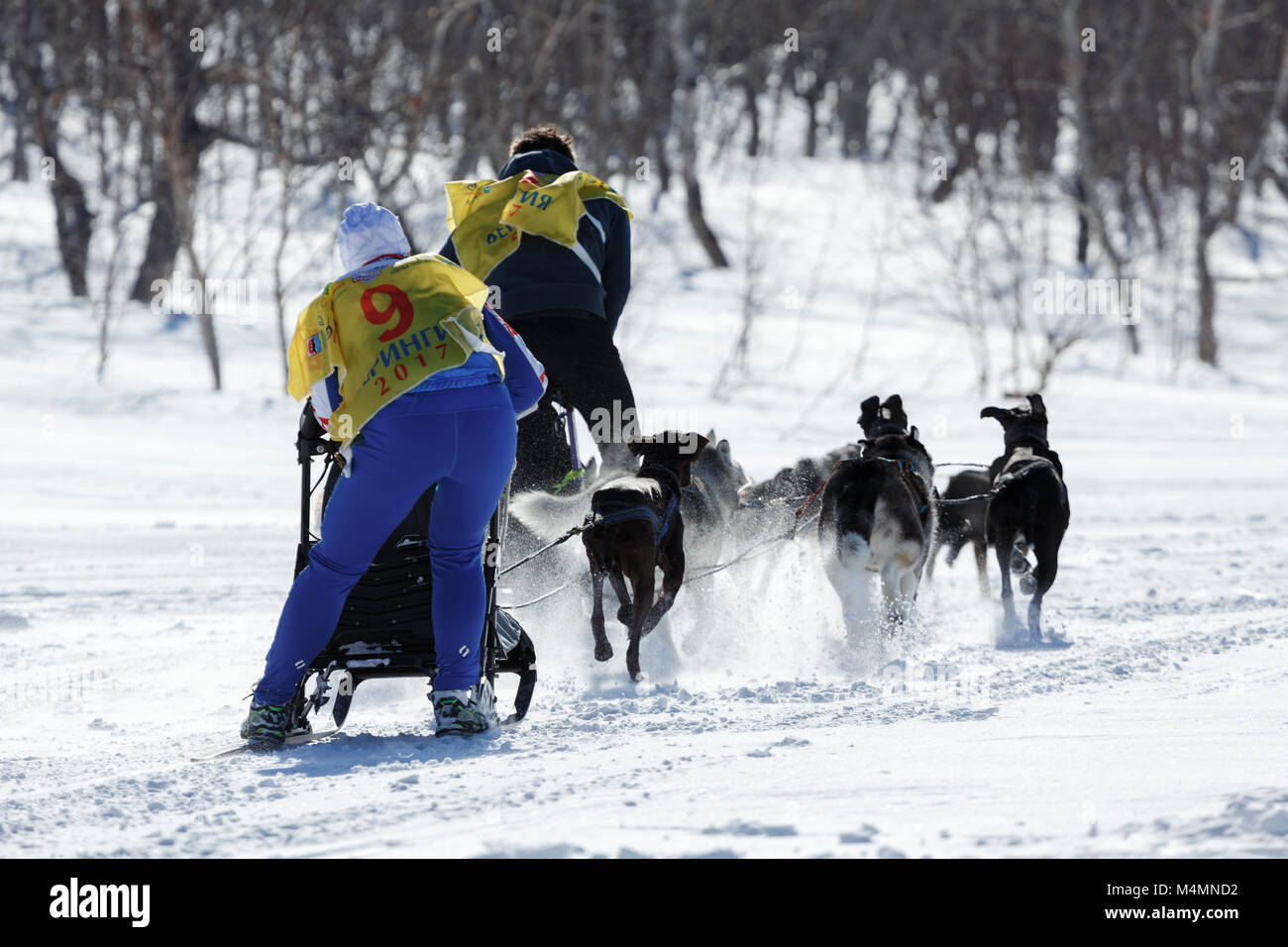 Dog sleds run along the winter track of a ten-kilometer distance ...
