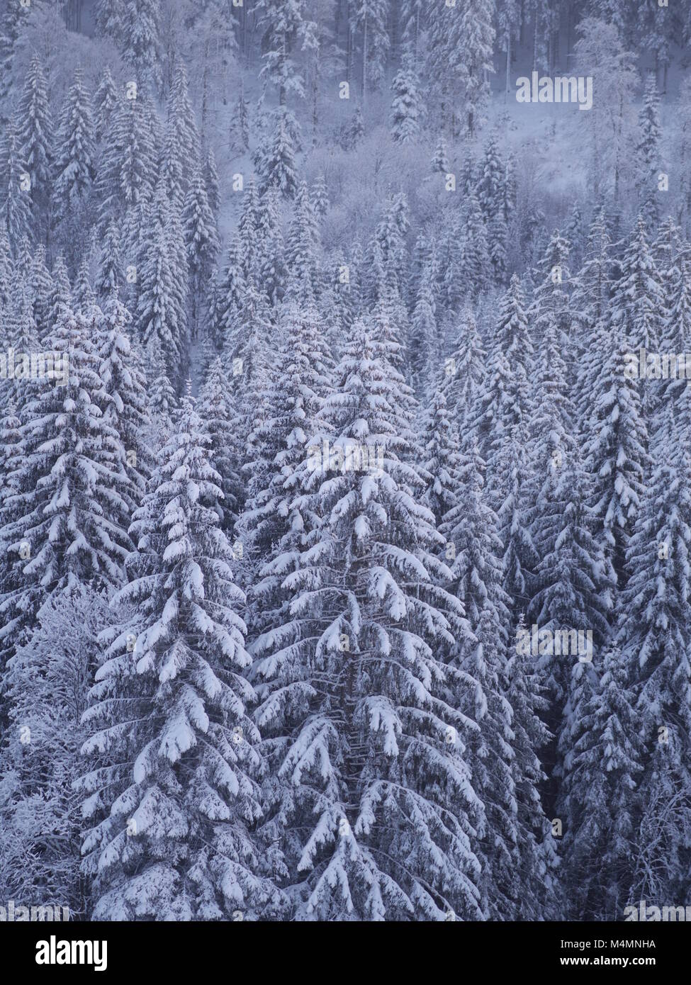winter landscape fir Stock Photo - Alamy