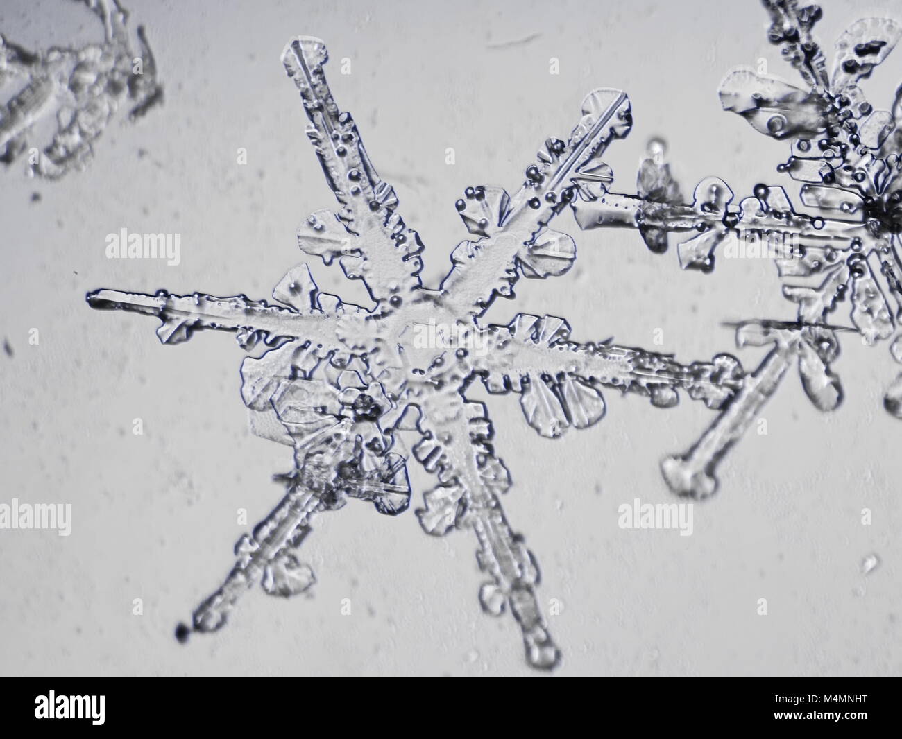 Real snowflake hi-res stock photography and images - Alamy