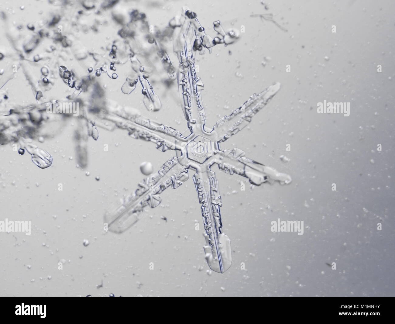 Real snowflakes macro hi-res stock photography and images - Alamy