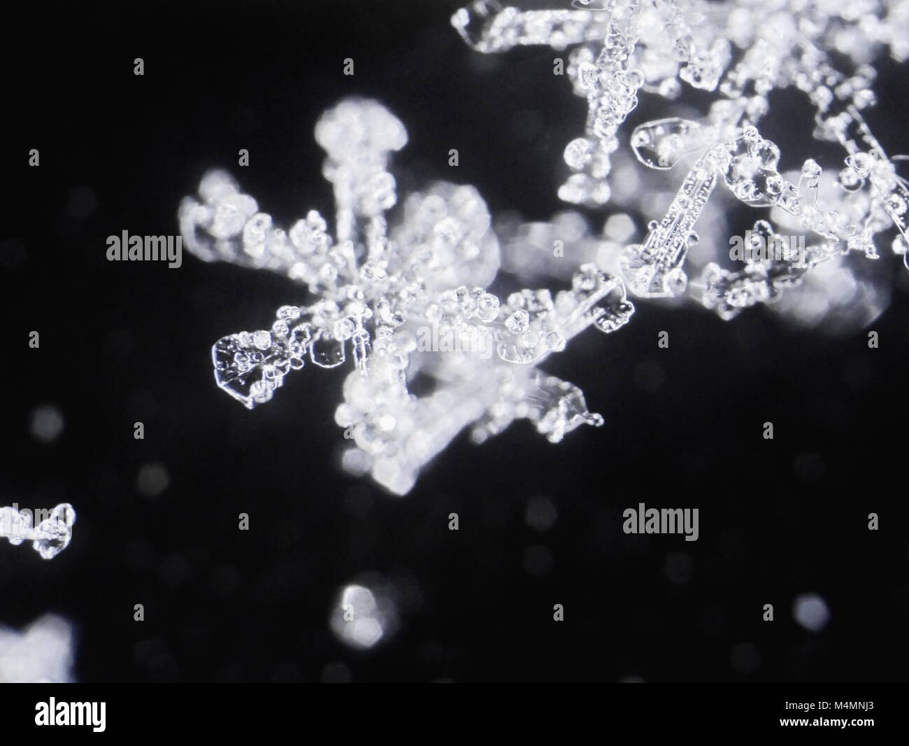 Real snowflakes macro hi-res stock photography and images - Alamy