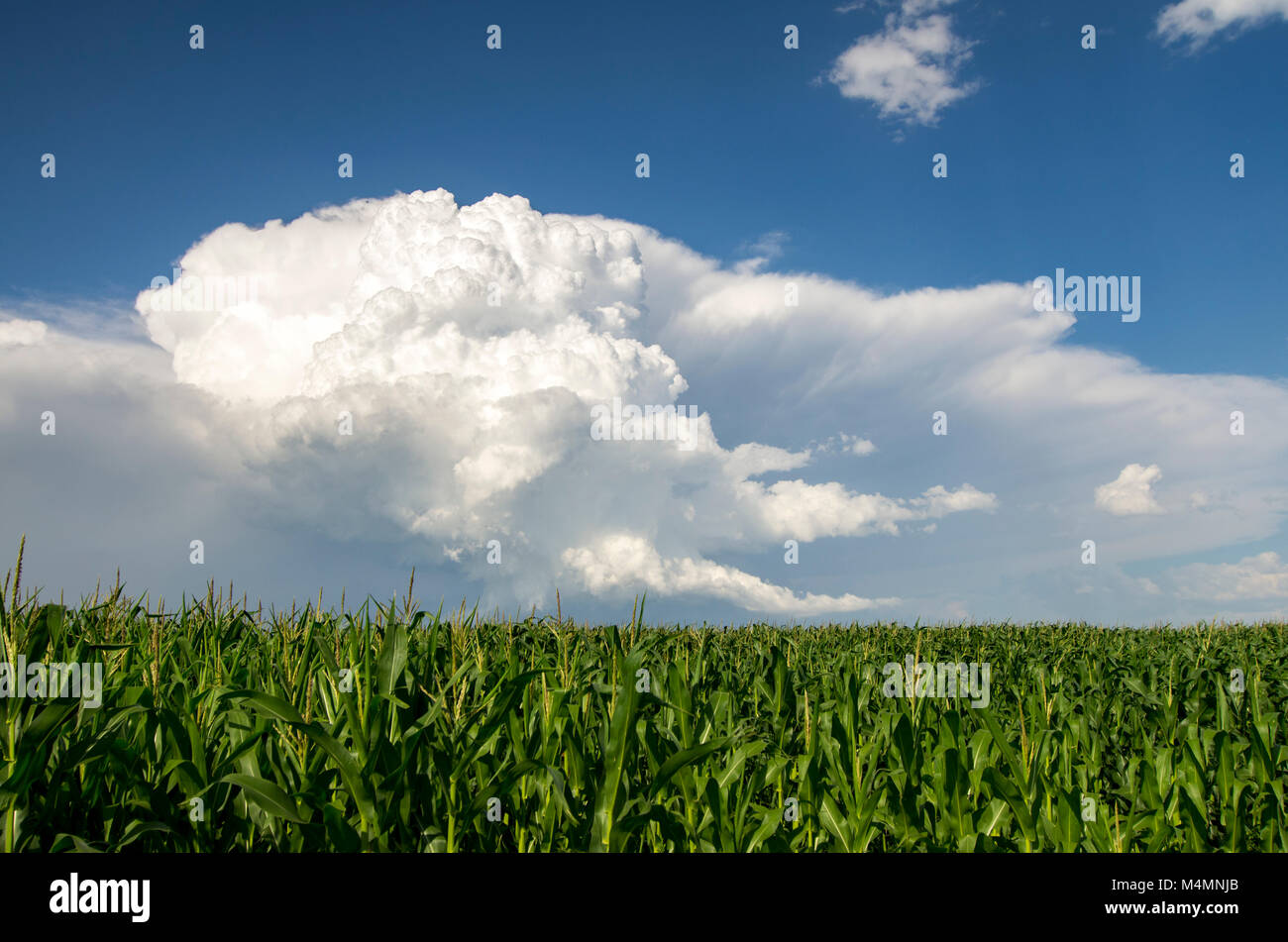 Alberta, Canada. Corn field on the Prairies with severe thunderstorm in ...