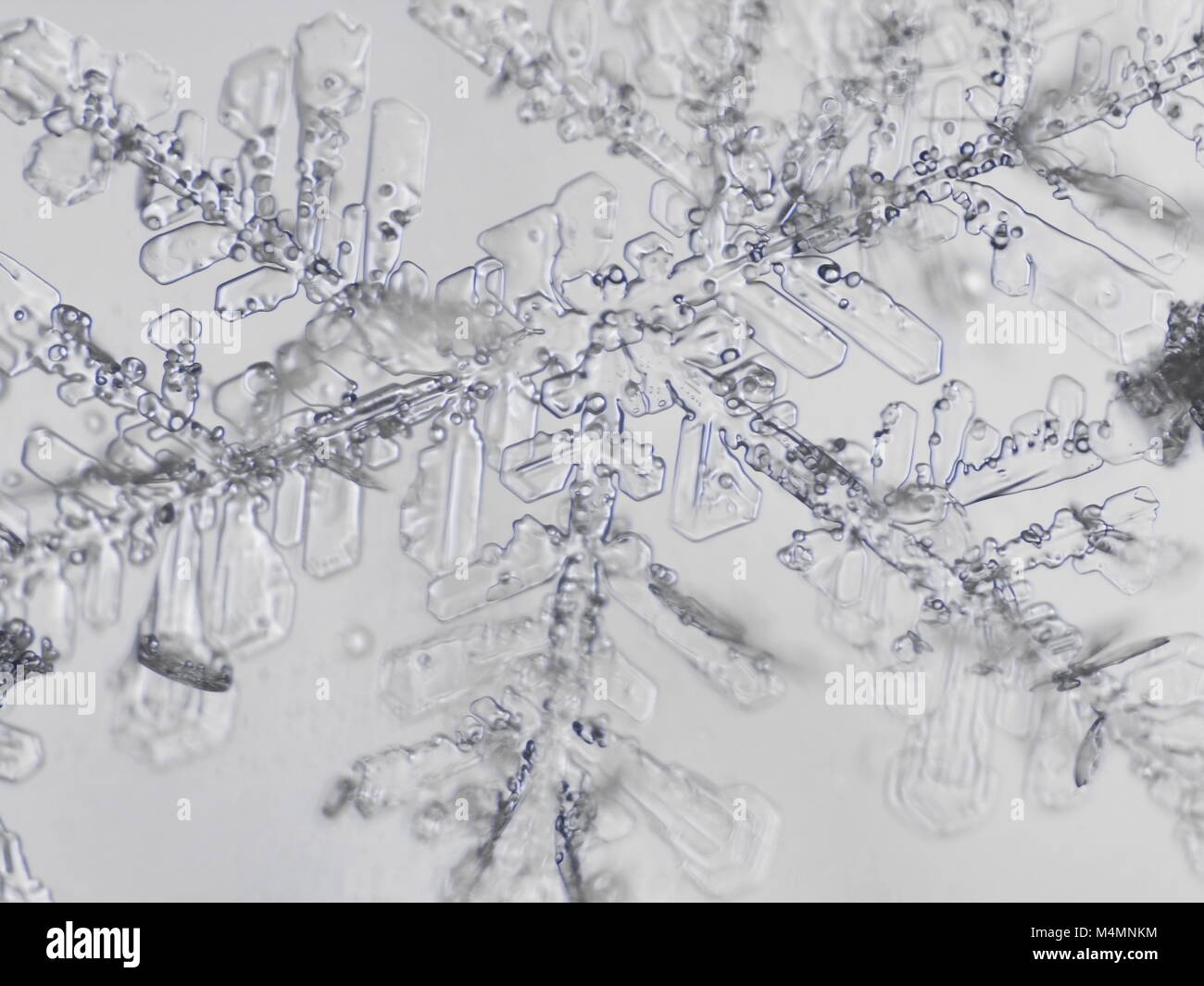 Real snow crystal hi-res stock photography and images - Alamy