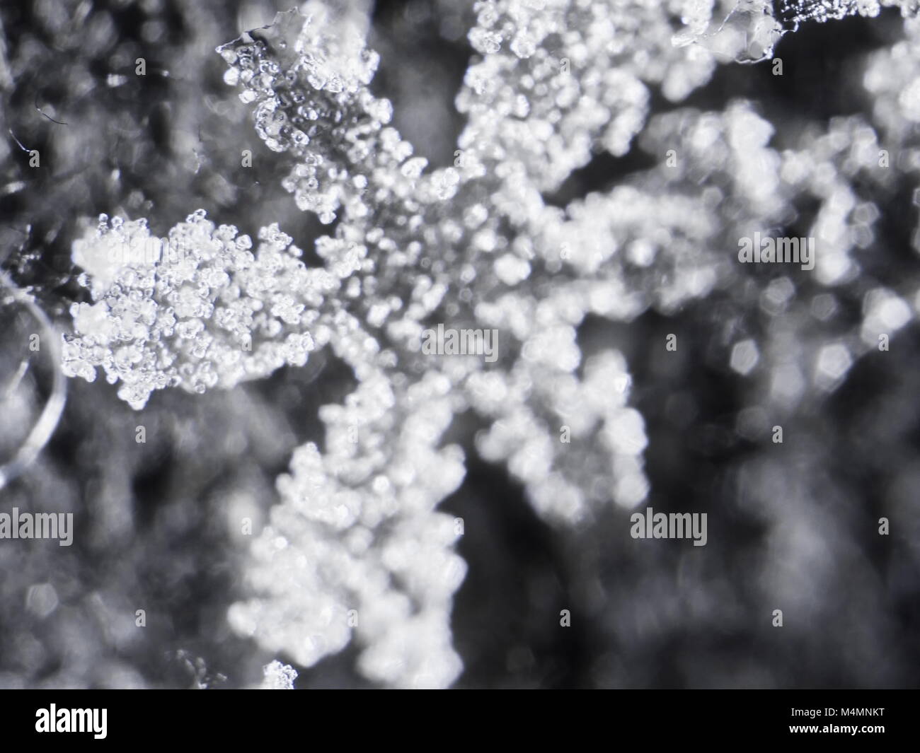 Real snowflake hi-res stock photography and images - Alamy