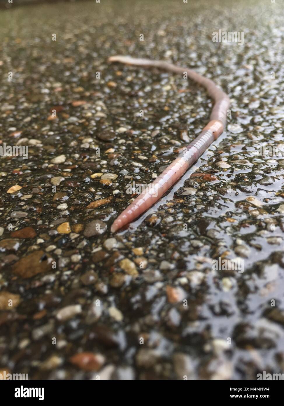 Slimy earthworm hi-res stock photography and images - Alamy