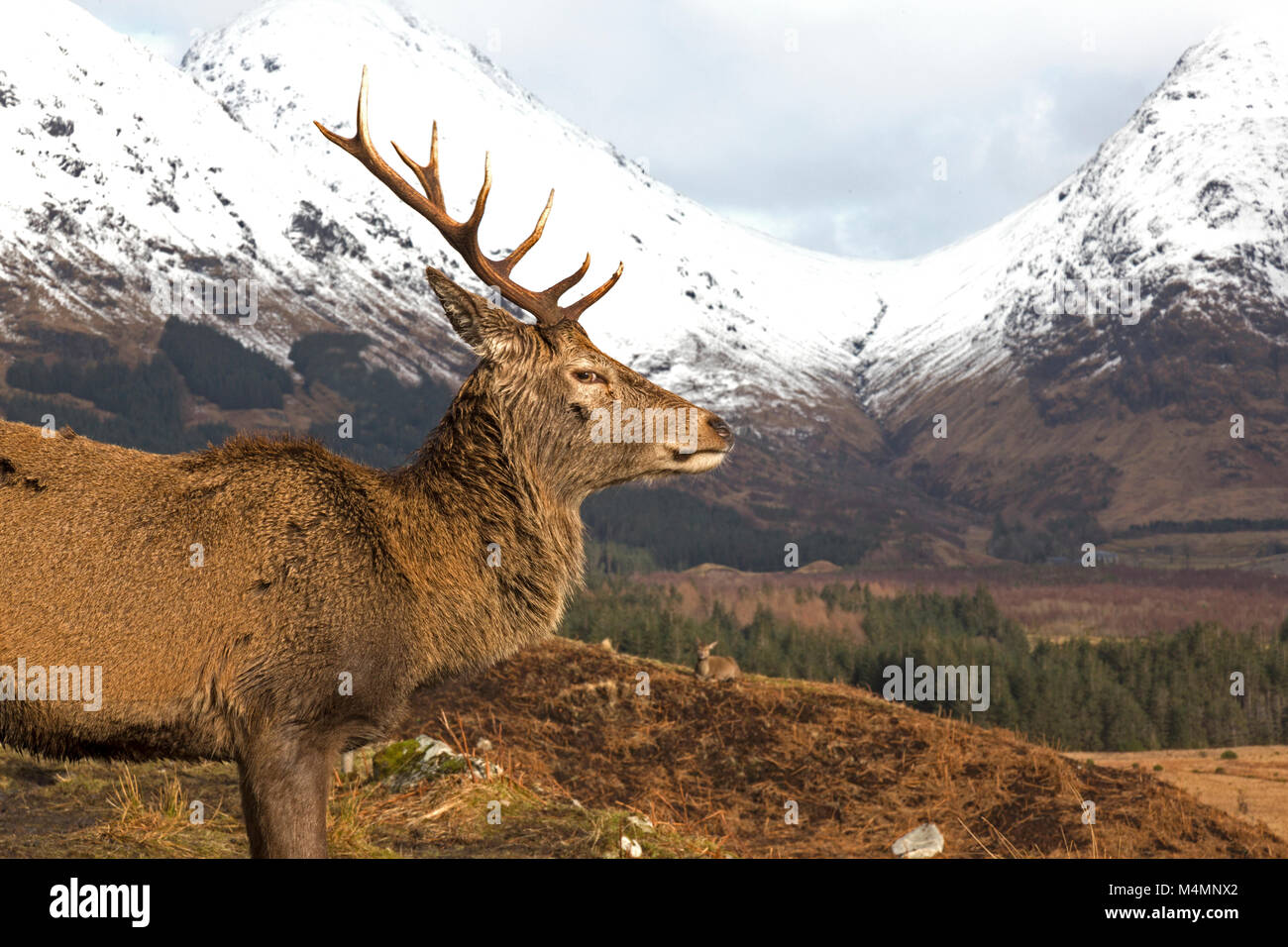 Red Deer Stag Snow Stock Photos & Red Deer Stag Snow Stock Images - Alamy