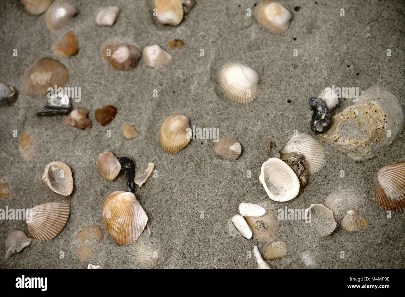 Assortment of sea shells in the sand. All shells are natural, unique ...