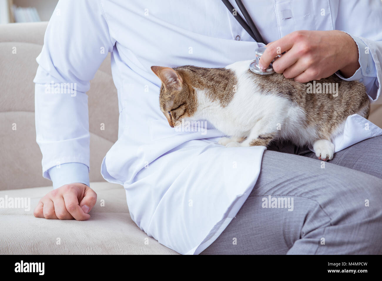 Cat visiting vet for regular checkup Stock Photo - Alamy
