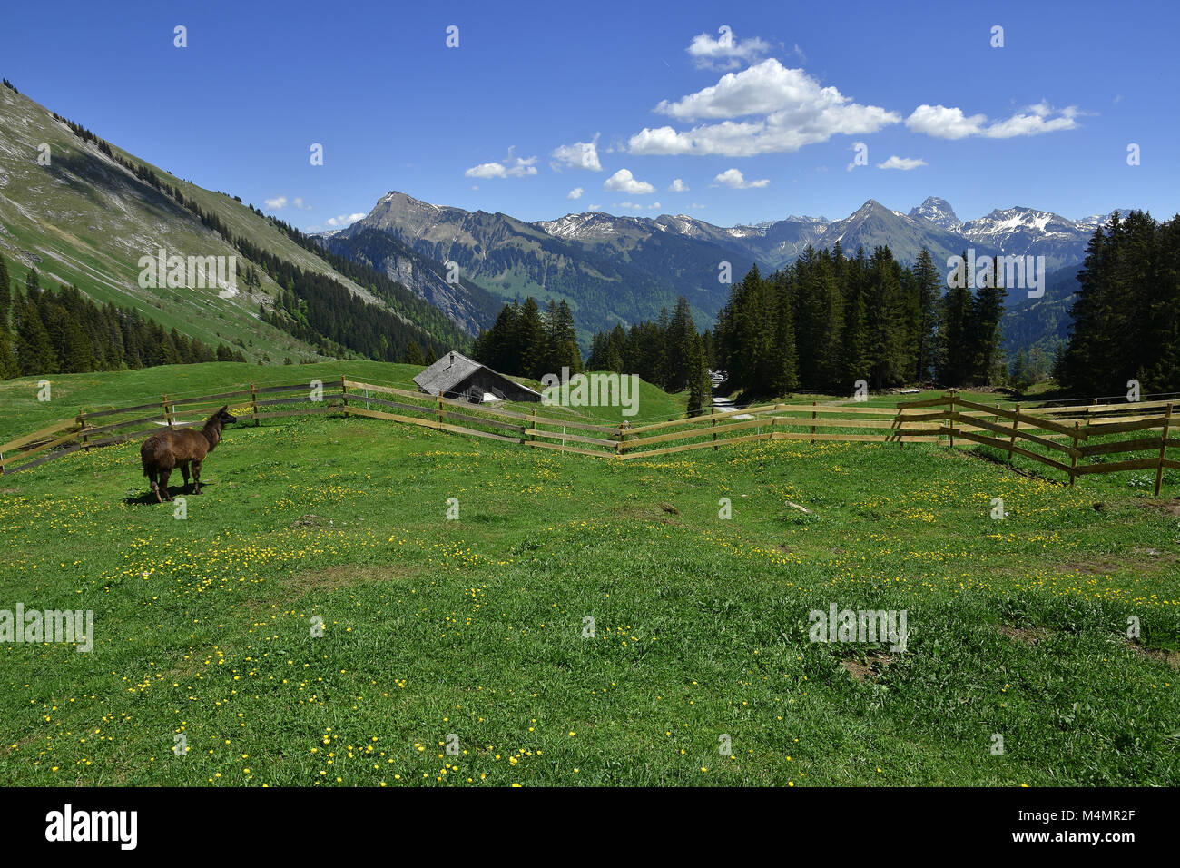 Alp alps alpine pasture alpine hi-res stock photography and images - Alamy