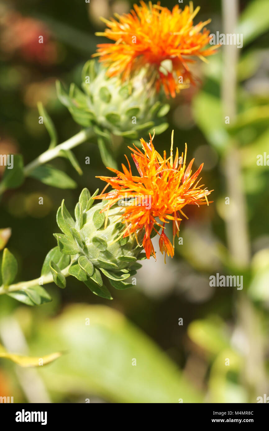 Safflower plants hi-res stock photography and images - Alamy