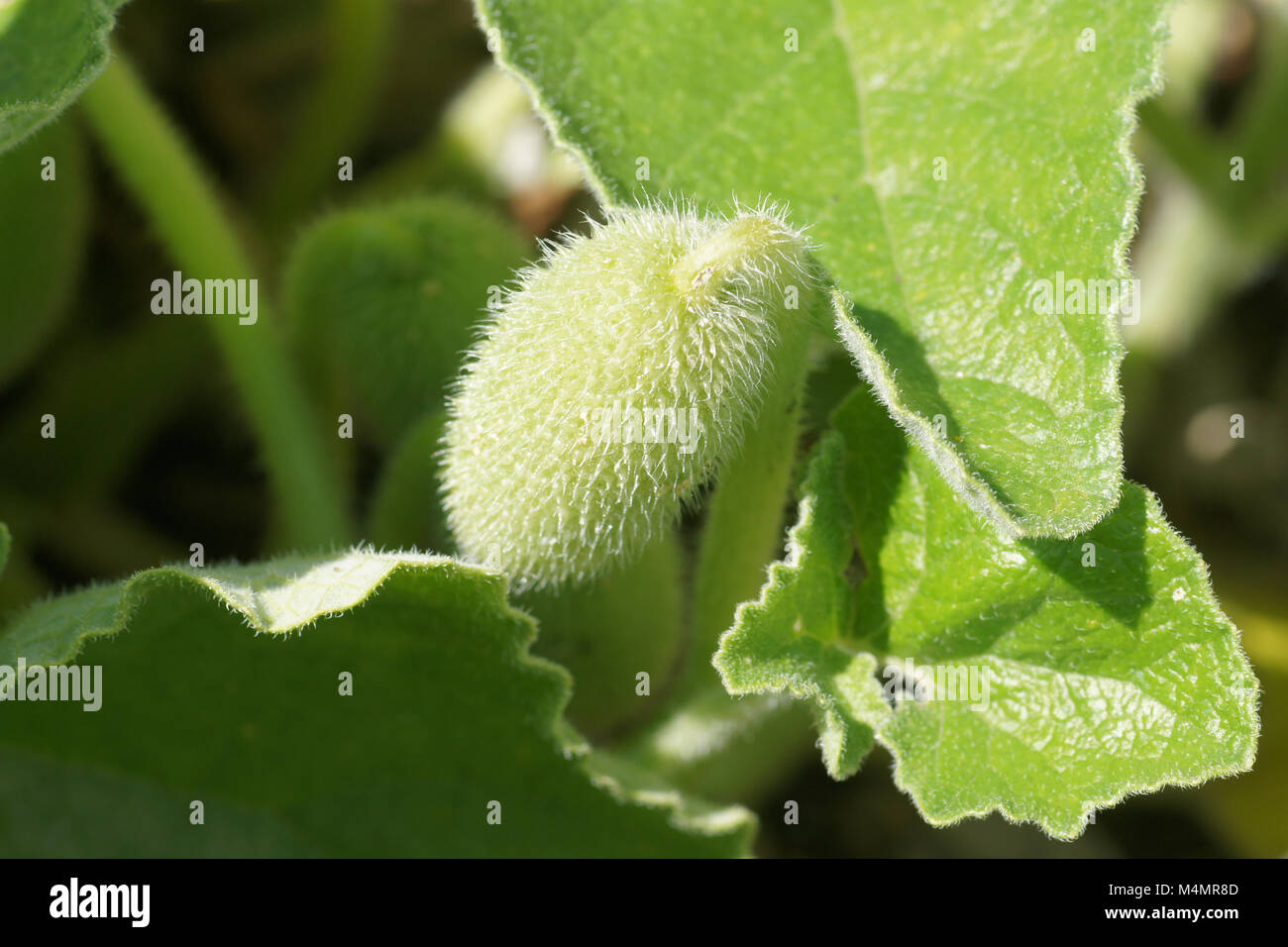 Ecballium elaterium, exploding cucumber Stock Photo - Alamy