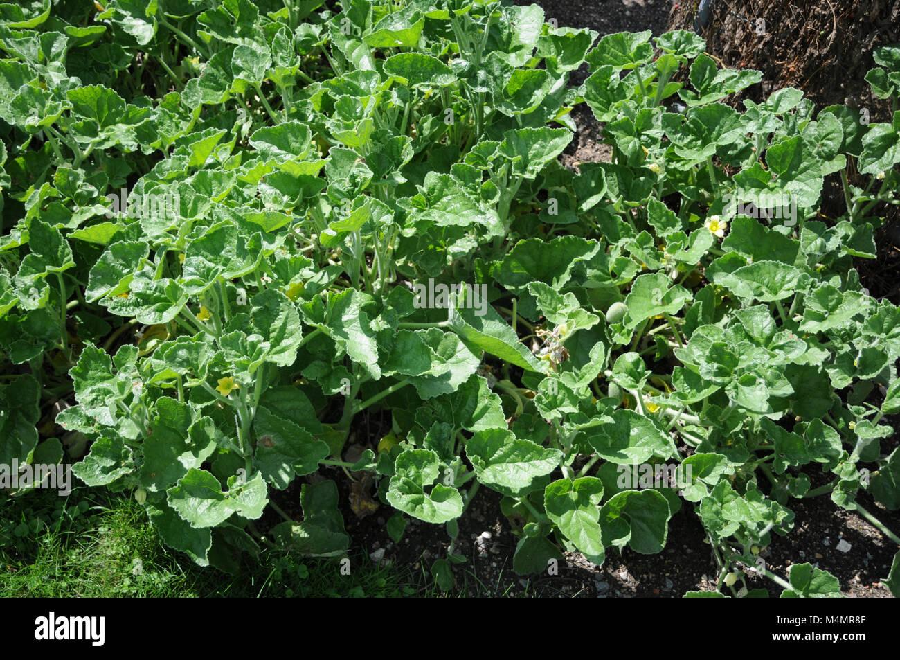 Ecballium elaterium, exploding cucumber Stock Photo - Alamy