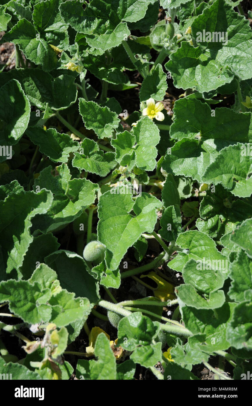 Ecballium elaterium hi-res stock photography and images - Alamy