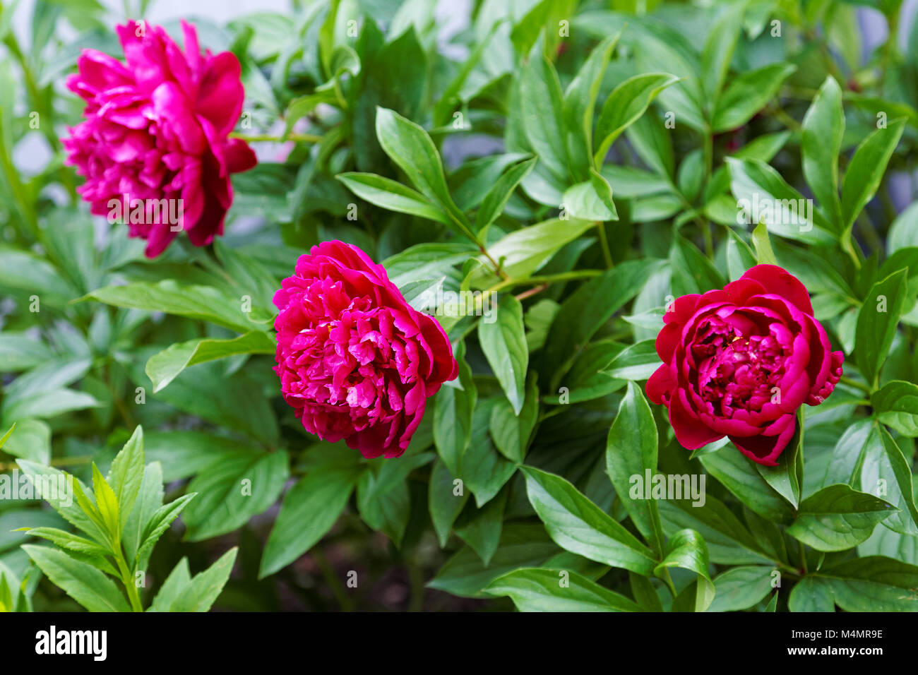 Three red peony flowers on a bush summer day Stock Photo - Alamy