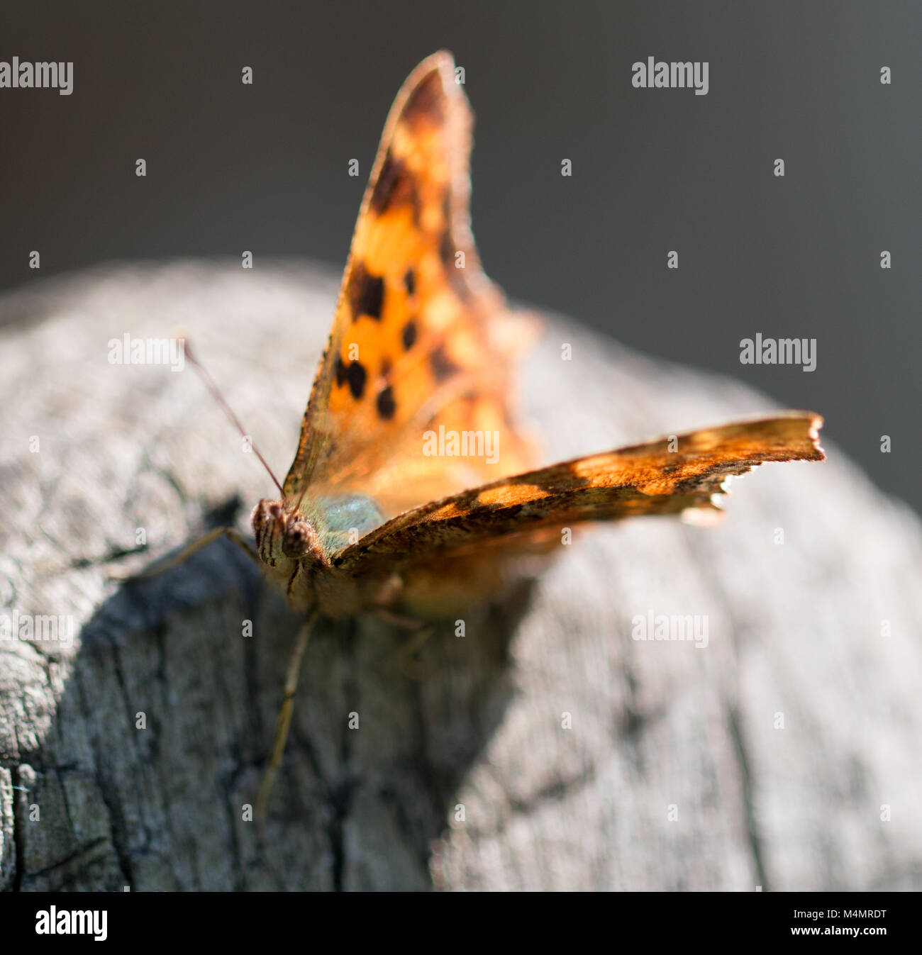 Butterfly Polygonia calbum is sunbathing Stock Photo - Alamy