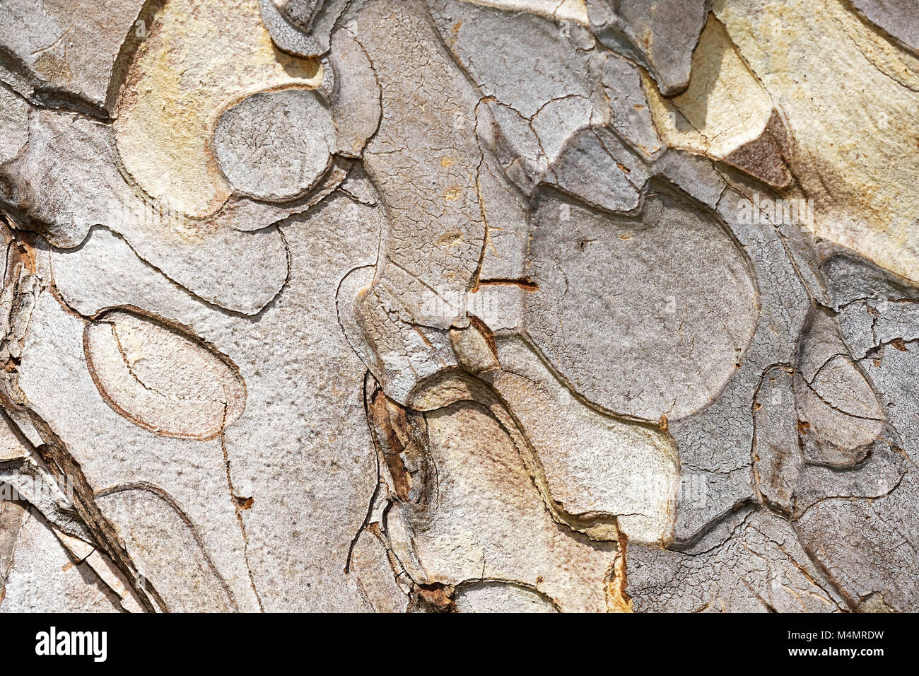 bark of austrian pine Stock Photo - Alamy