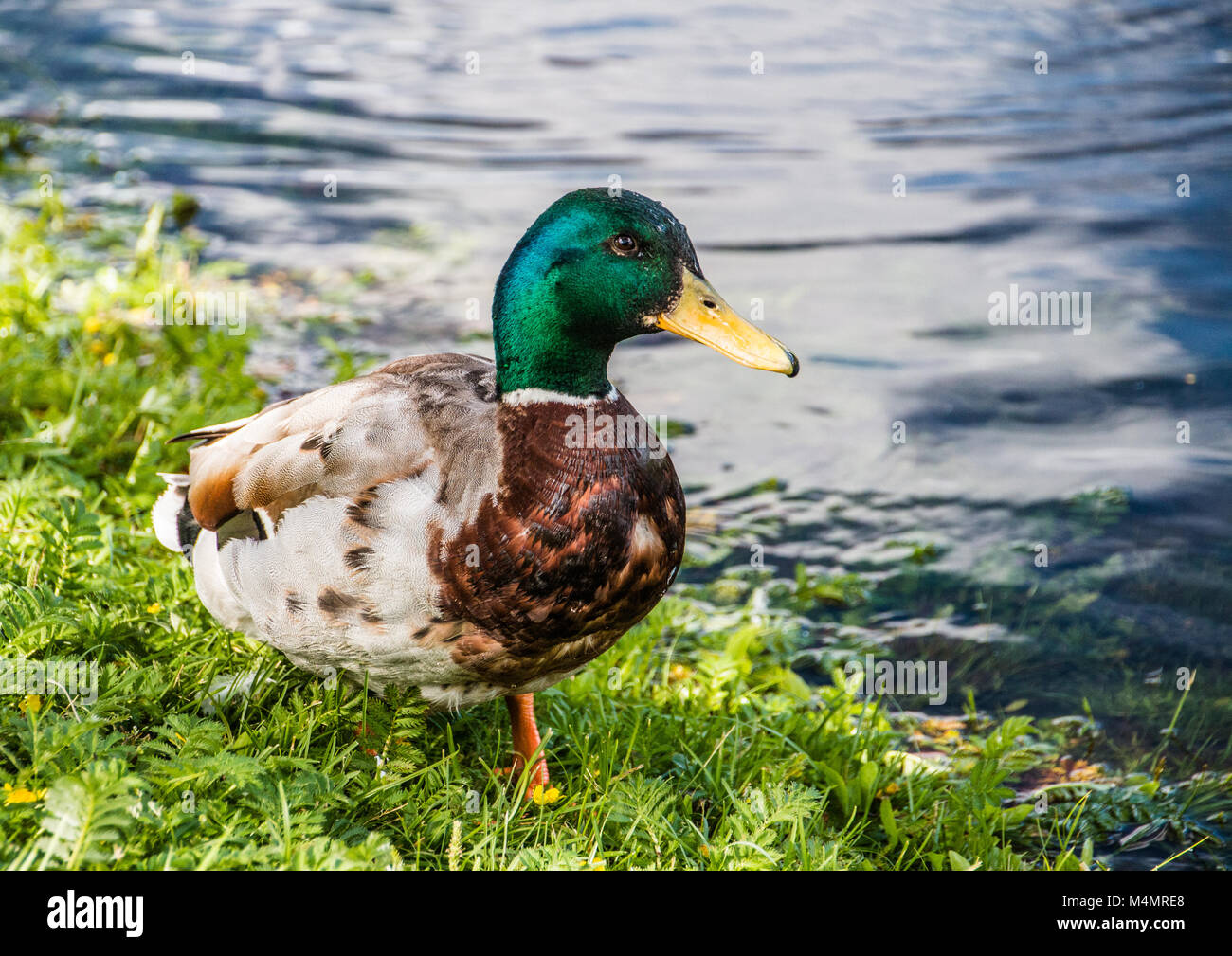 Cute duck walking hi-res stock photography and images - Alamy