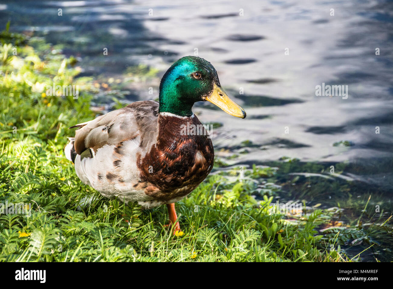 Cute duck walking hi-res stock photography and images - Alamy