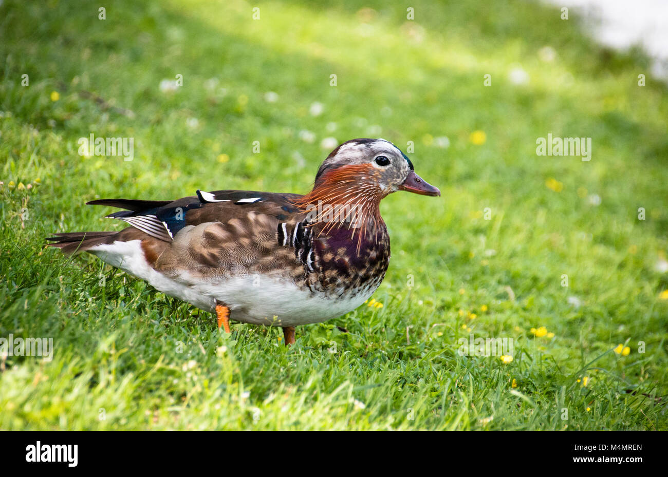 Baby Mandarin Duck High Resolution Stock Photography and Images - Alamy