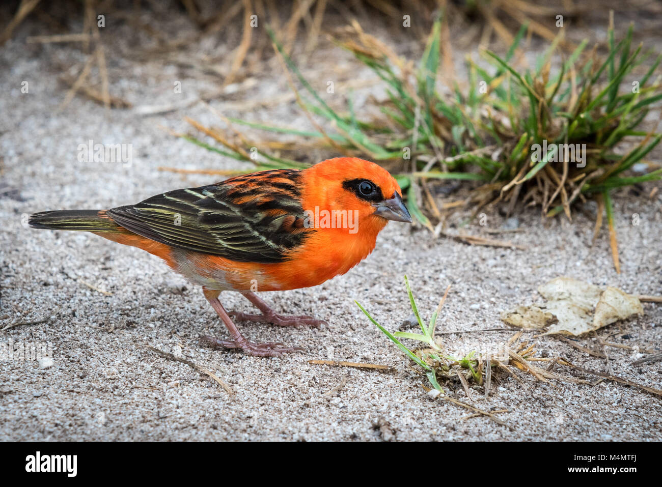 Madagascar Fody (foudia madagascariensis) male Stock Photo - Alamy