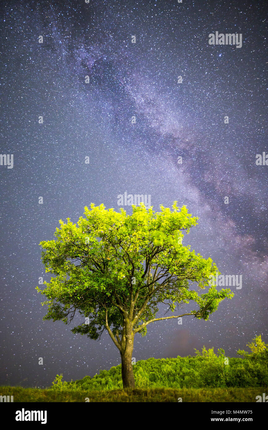 Green tree Milky way night sky Stock Photo - Alamy