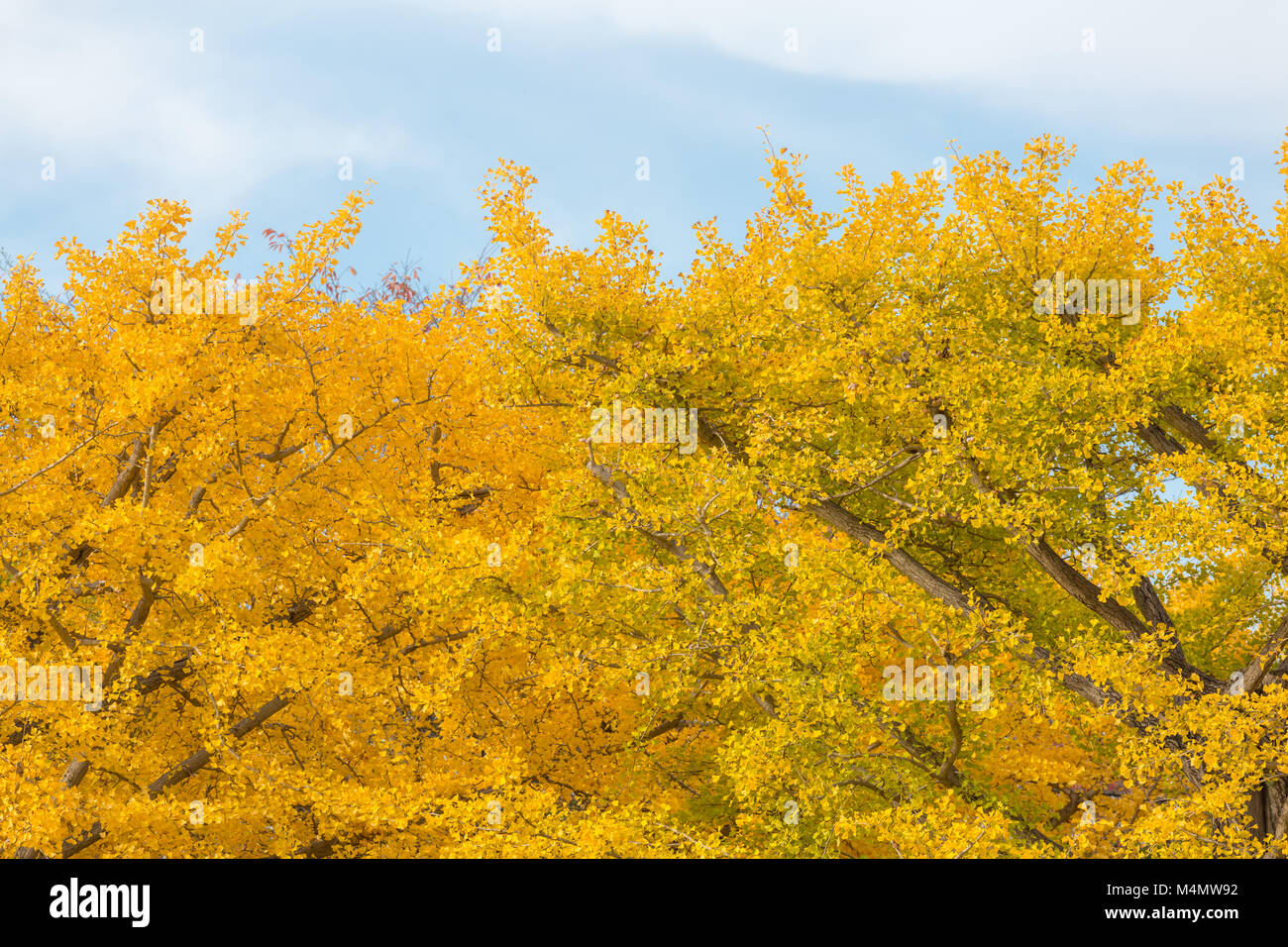 Ginkgo trees Autumn Stock Photo - Alamy