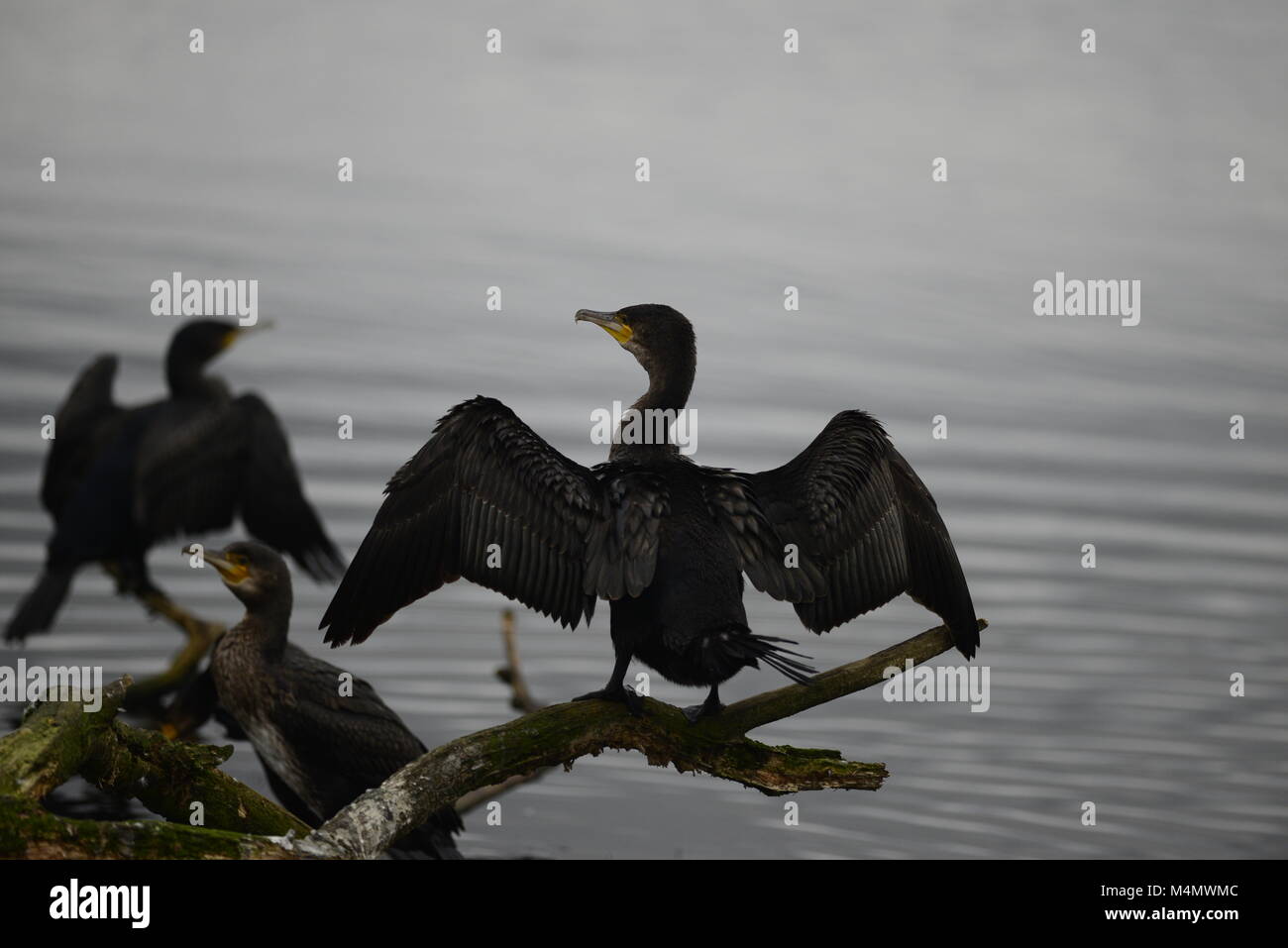 Cormorant drying its wings Stock Photo - Alamy