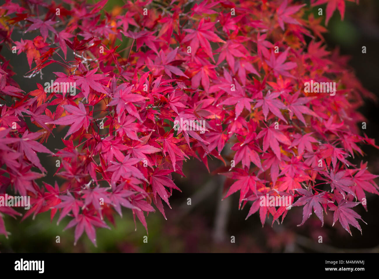 Autumn leaves changing colours Stock Photo - Alamy