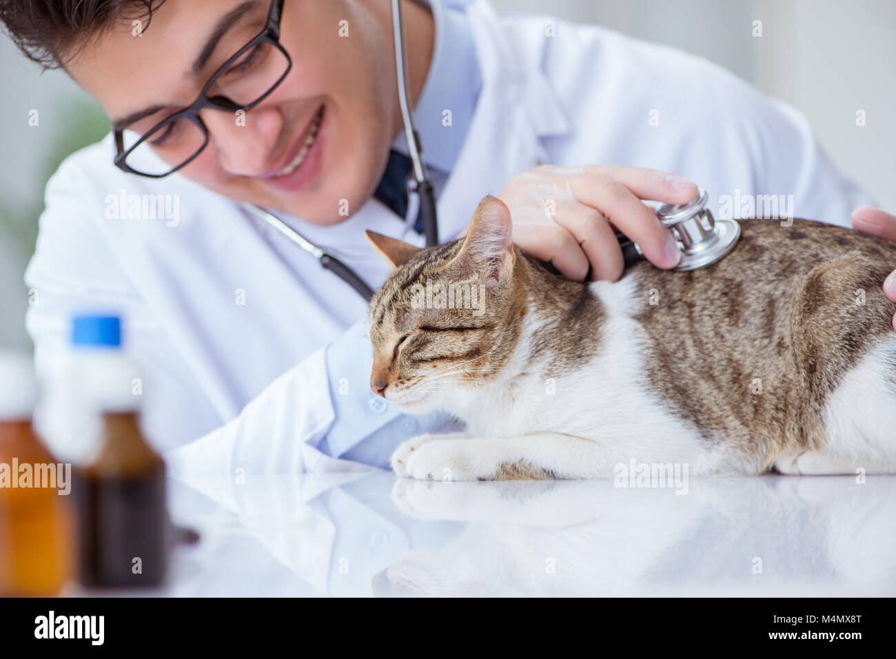 Cat visiting vet for regular checkup Stock Photo - Alamy