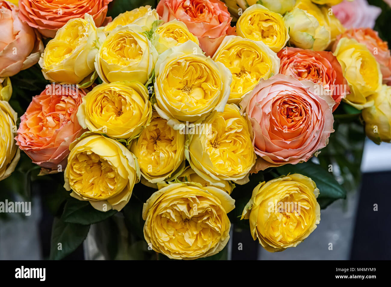 A bouquet of roses of exotic multi colors. Chameleon flowers with ...